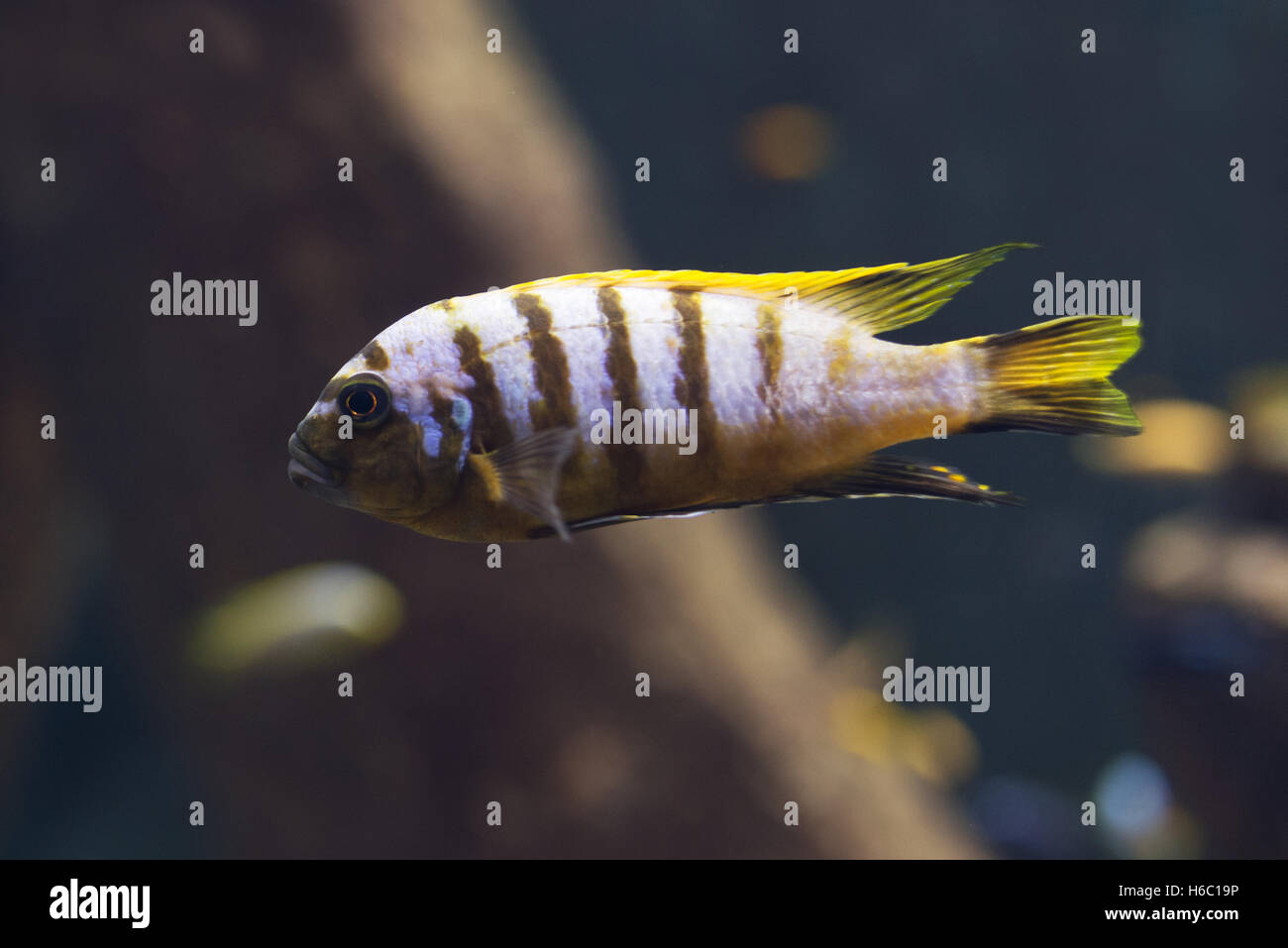 Big cichlids hi-res stock photography and images - Alamy