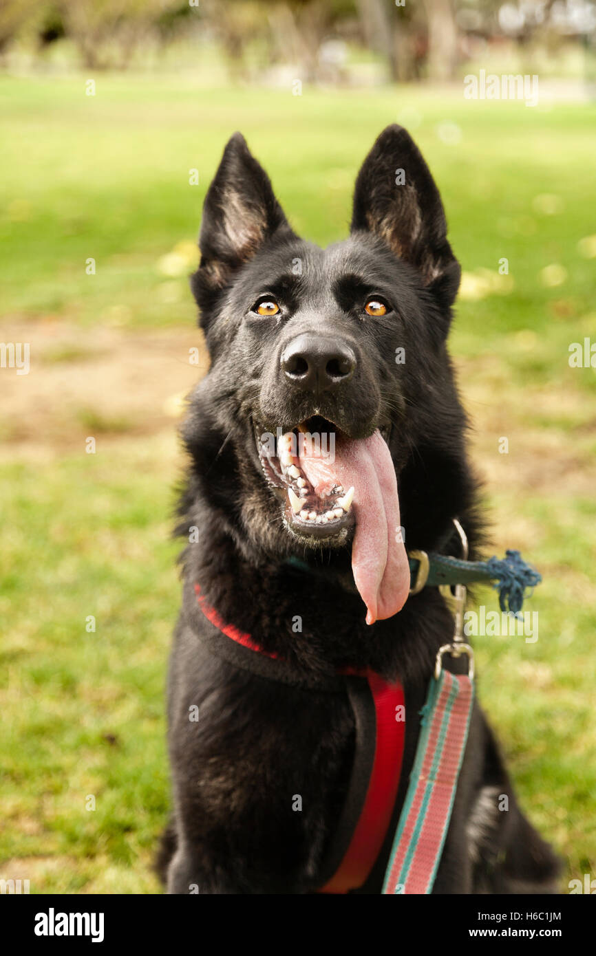 Outdoors portrait of a black female German Shepherd dog looking up ...