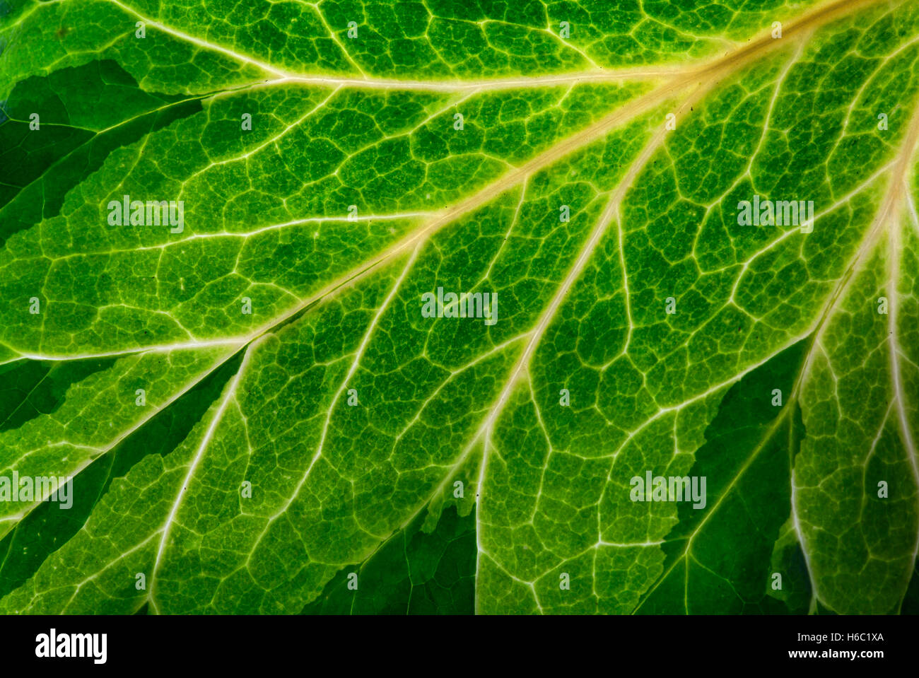 Hedera Variegata High Resolution Stock Photography and Images - Alamy