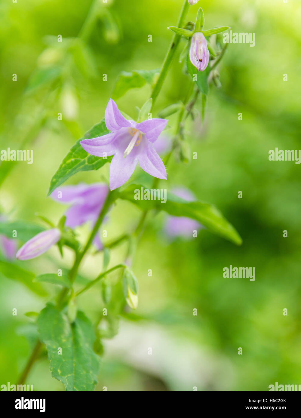 Bellflower. Blue purple bellflower with creamy bokeh background. Bright sunny day. Bell flower ...