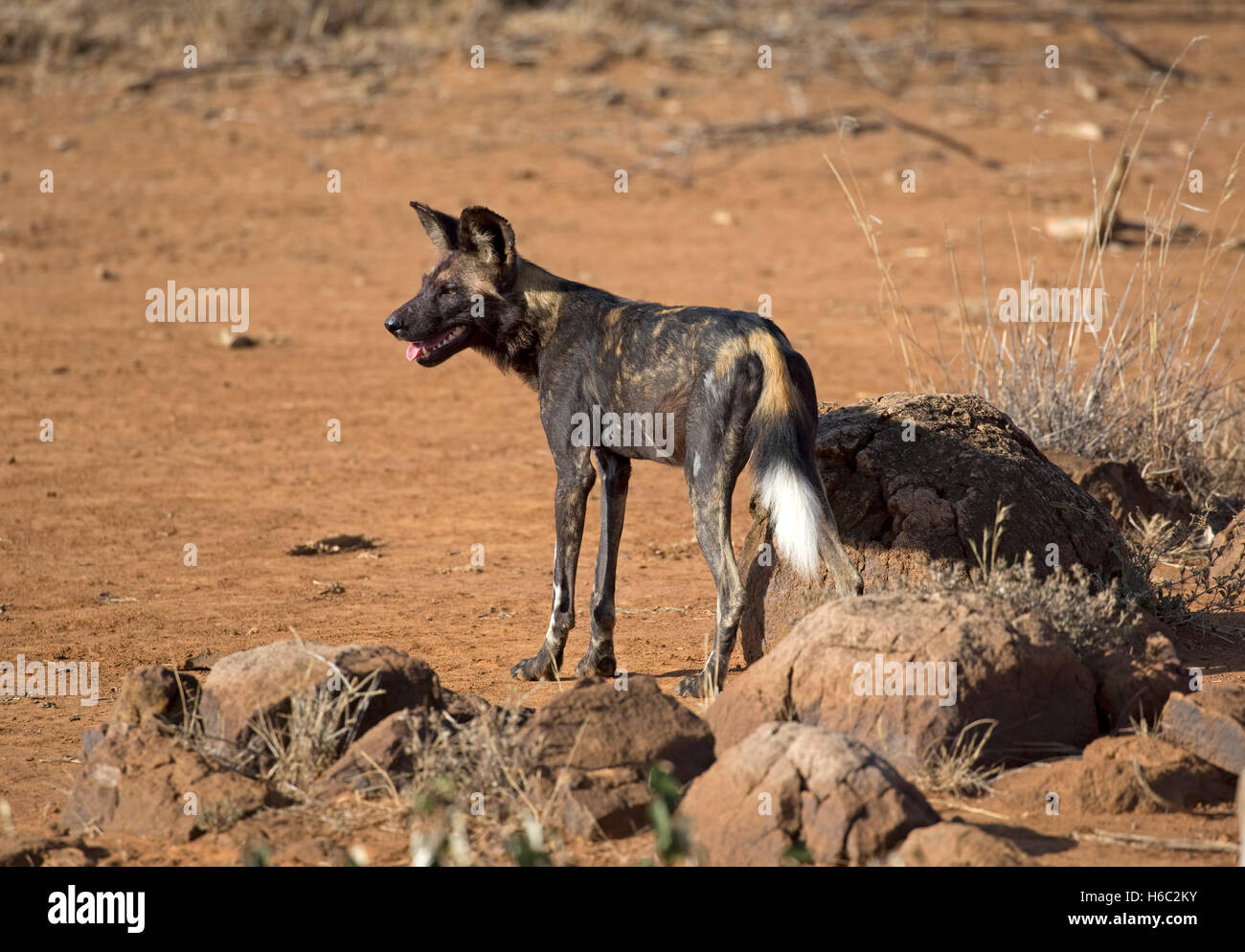 Africa wild dog also known as Cape hunting dog and African painted dog ...