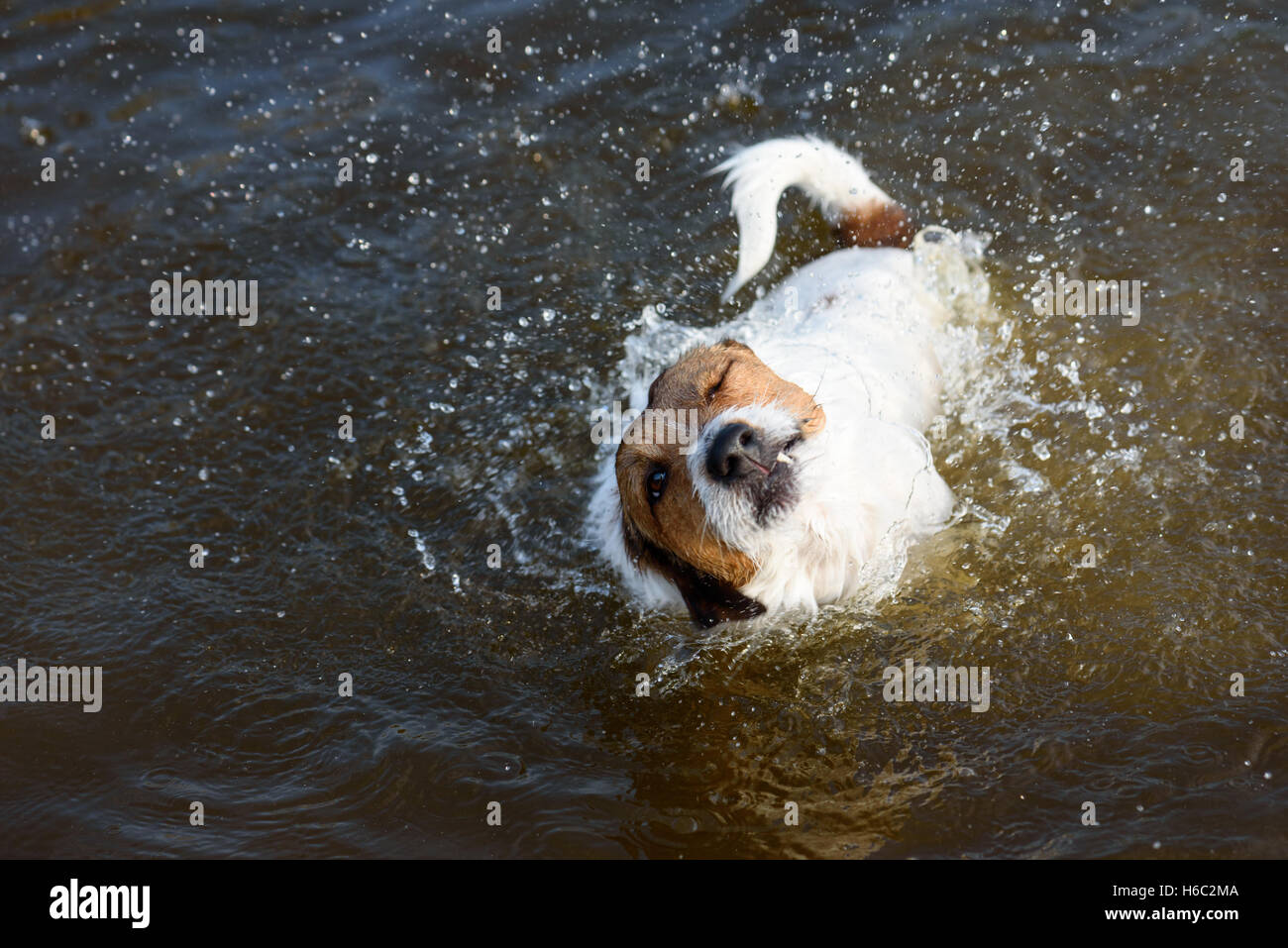 Dog wet shaking hi-res stock photography and images - Alamy