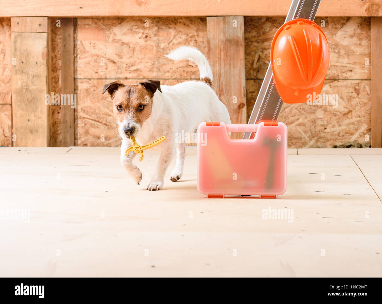 Dog as worker carrying pliers at construction site Stock Photo - Alamy
