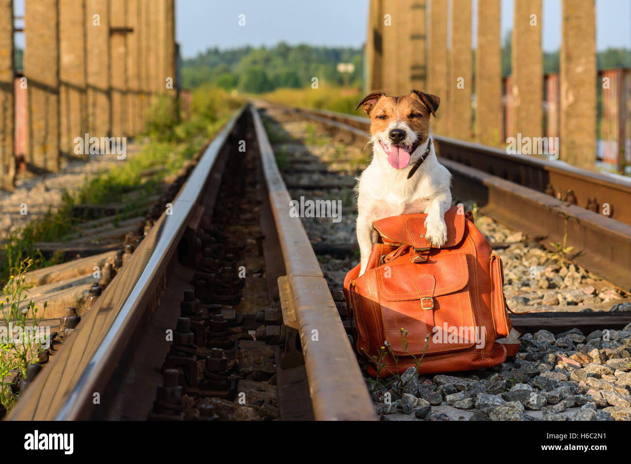 Cute dog on holiday traveling with bag at railroad Stock Photo - Alamy
