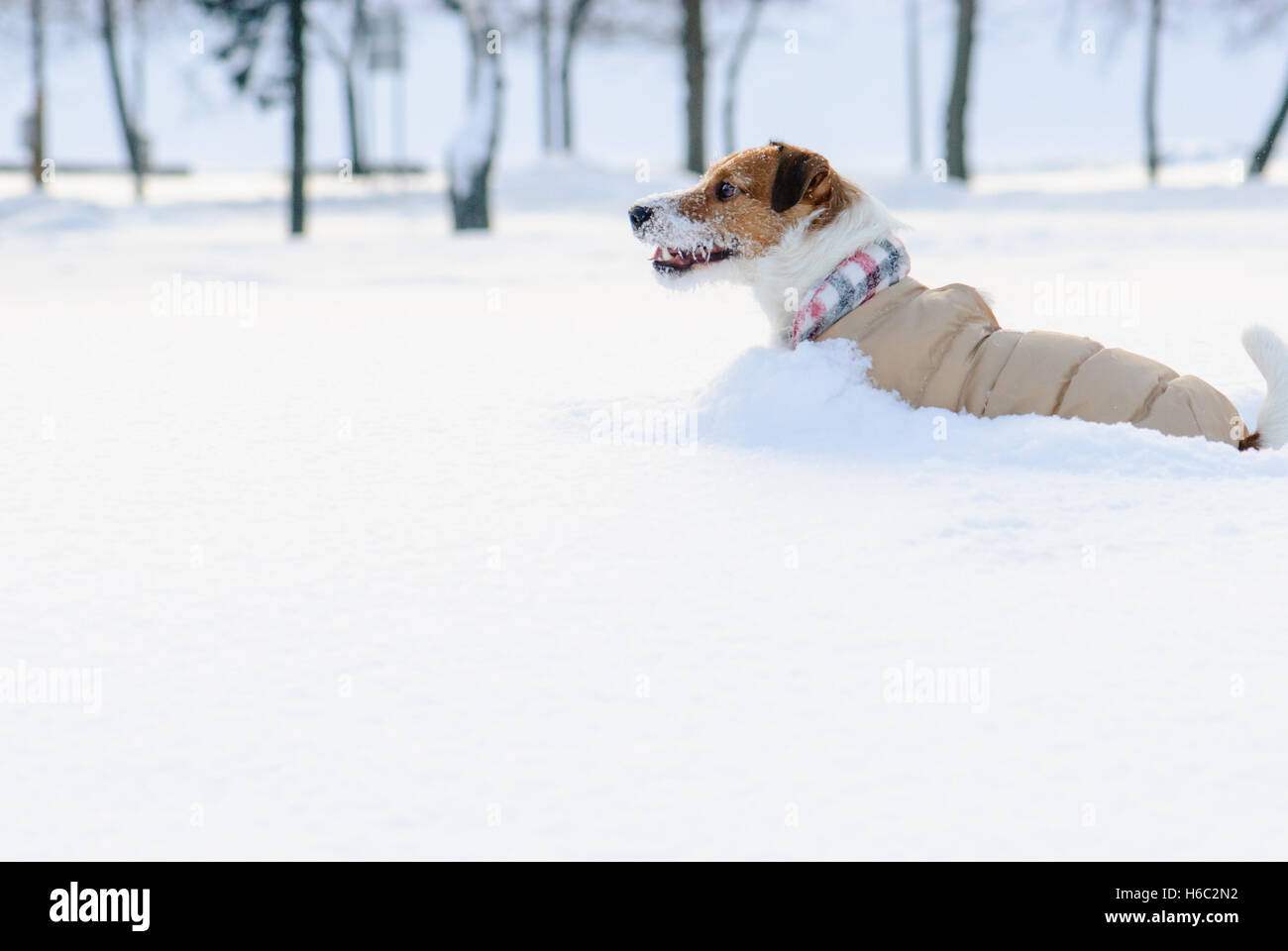 Dog wearing warm clothes playing in deep snow drift Stock Photo - Alamy