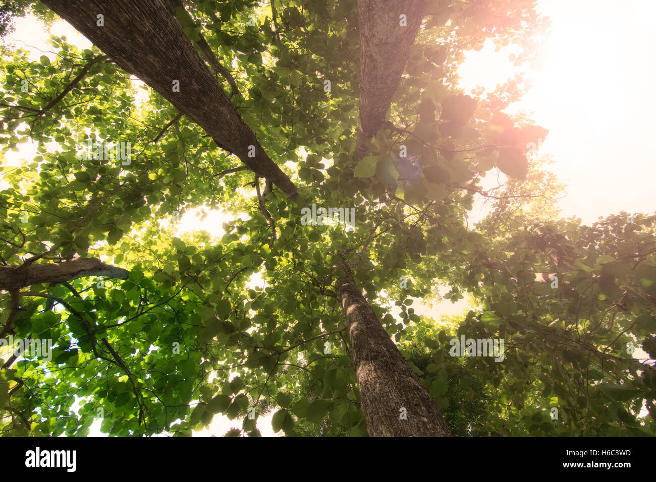 view of green trees with lens flare Stock Photo - Alamy