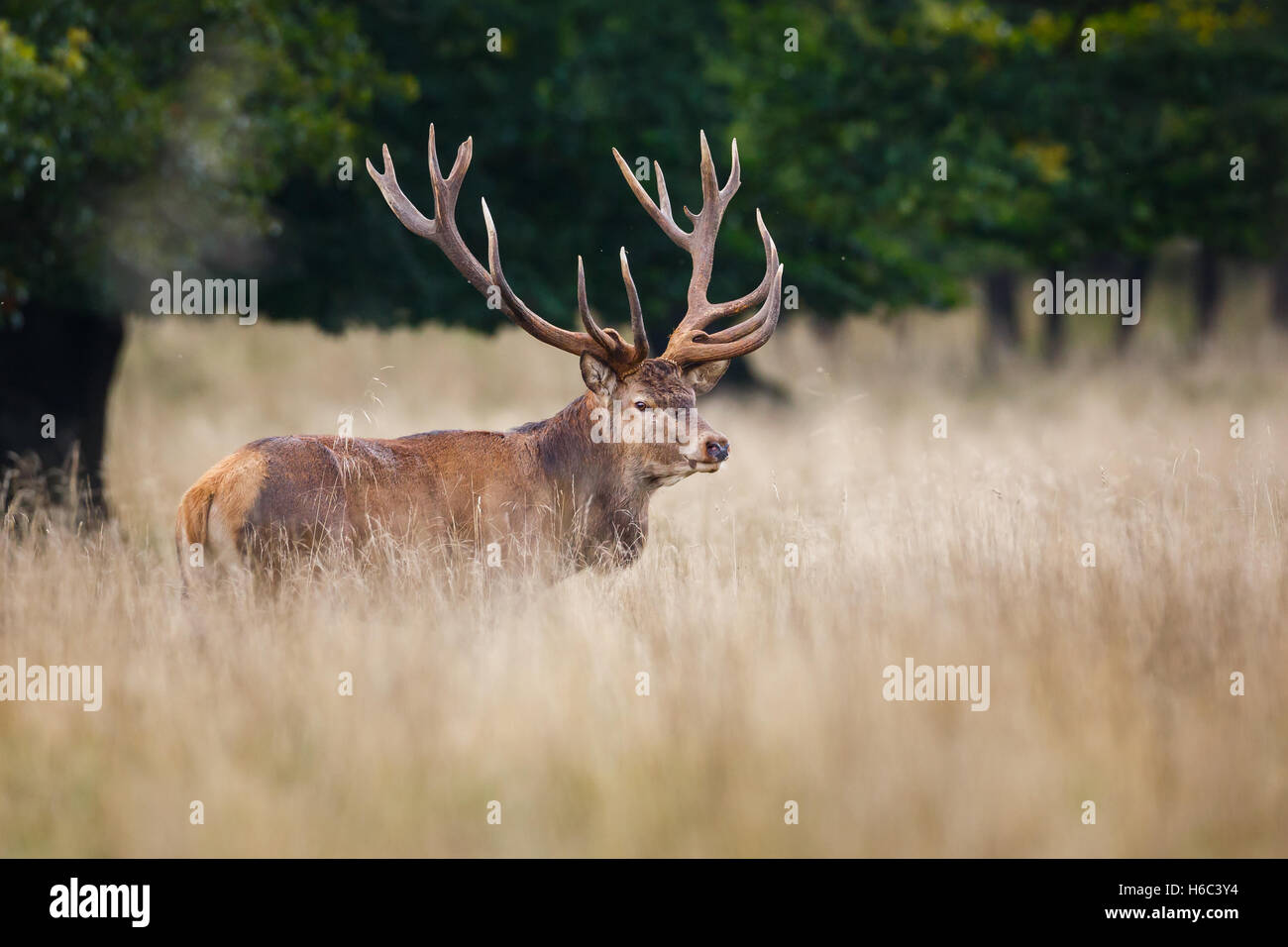 red deer stag during rut Stock Photo - Alamy