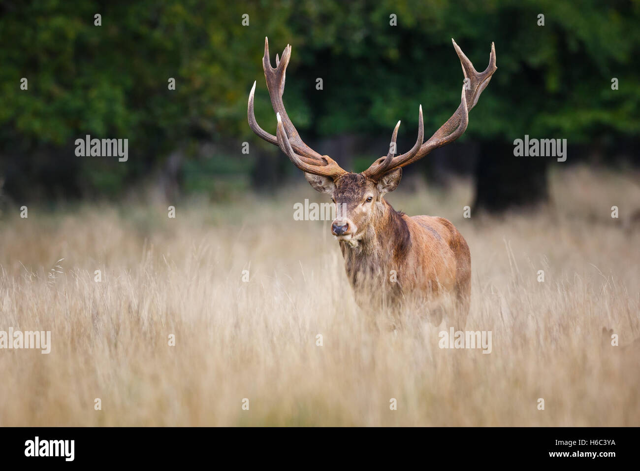 red deer stag during rut Stock Photo - Alamy
