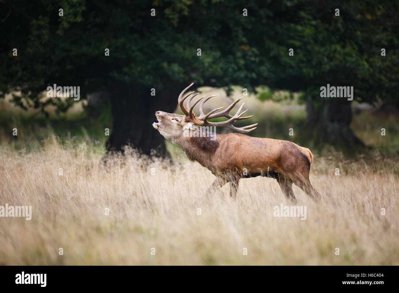 red deer stag during rut Stock Photo - Alamy