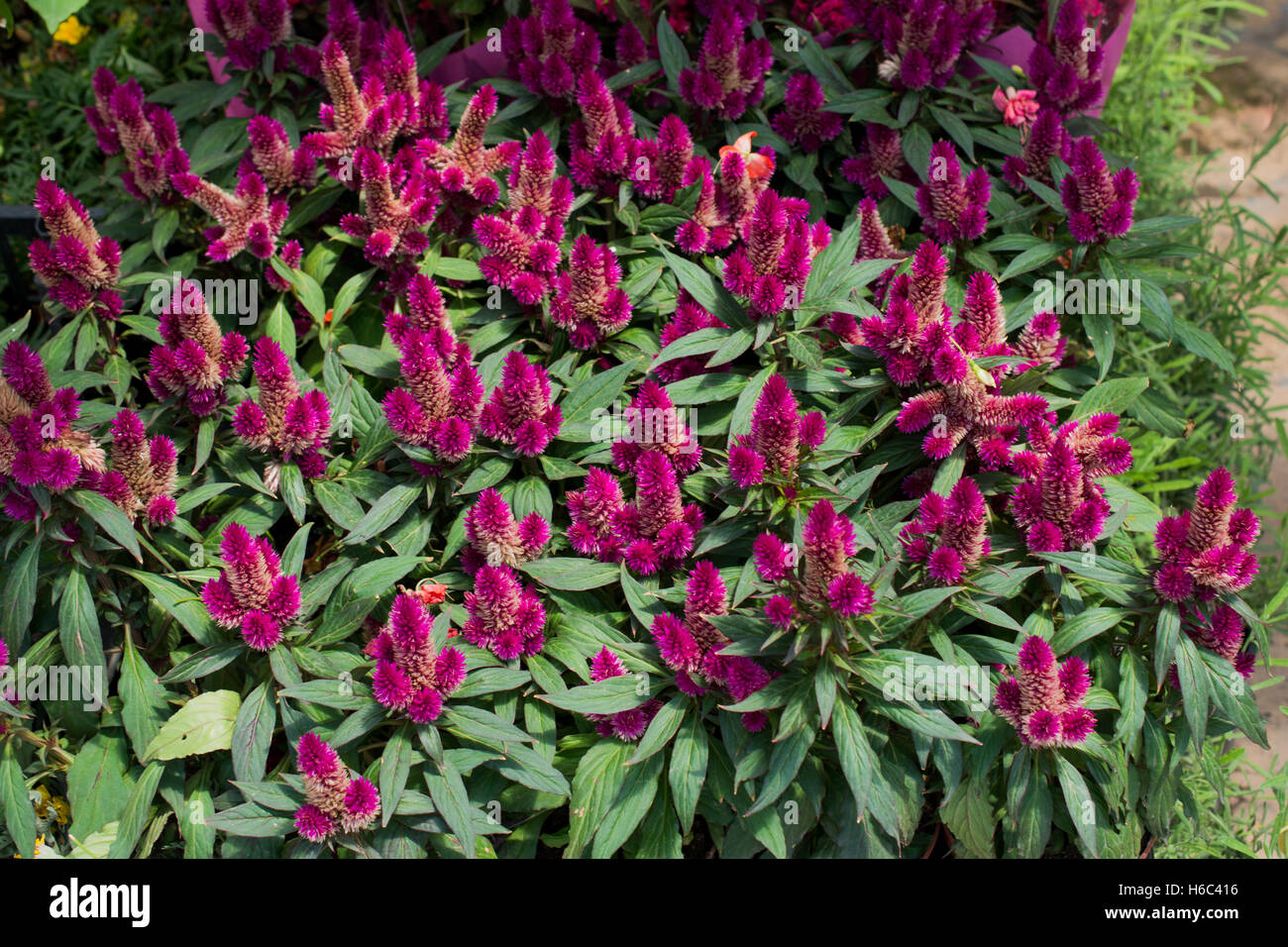 Beautiful fresh flowers in nature background Stock Photo - Alamy