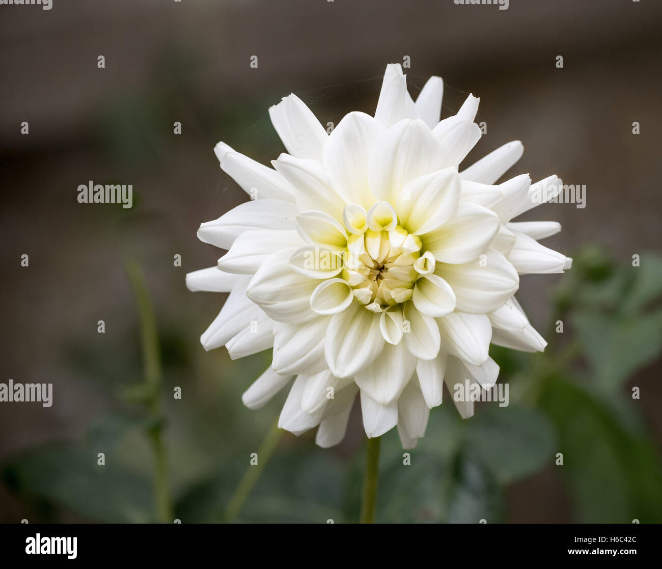 Dahlia white hi-res stock photography and images - Alamy