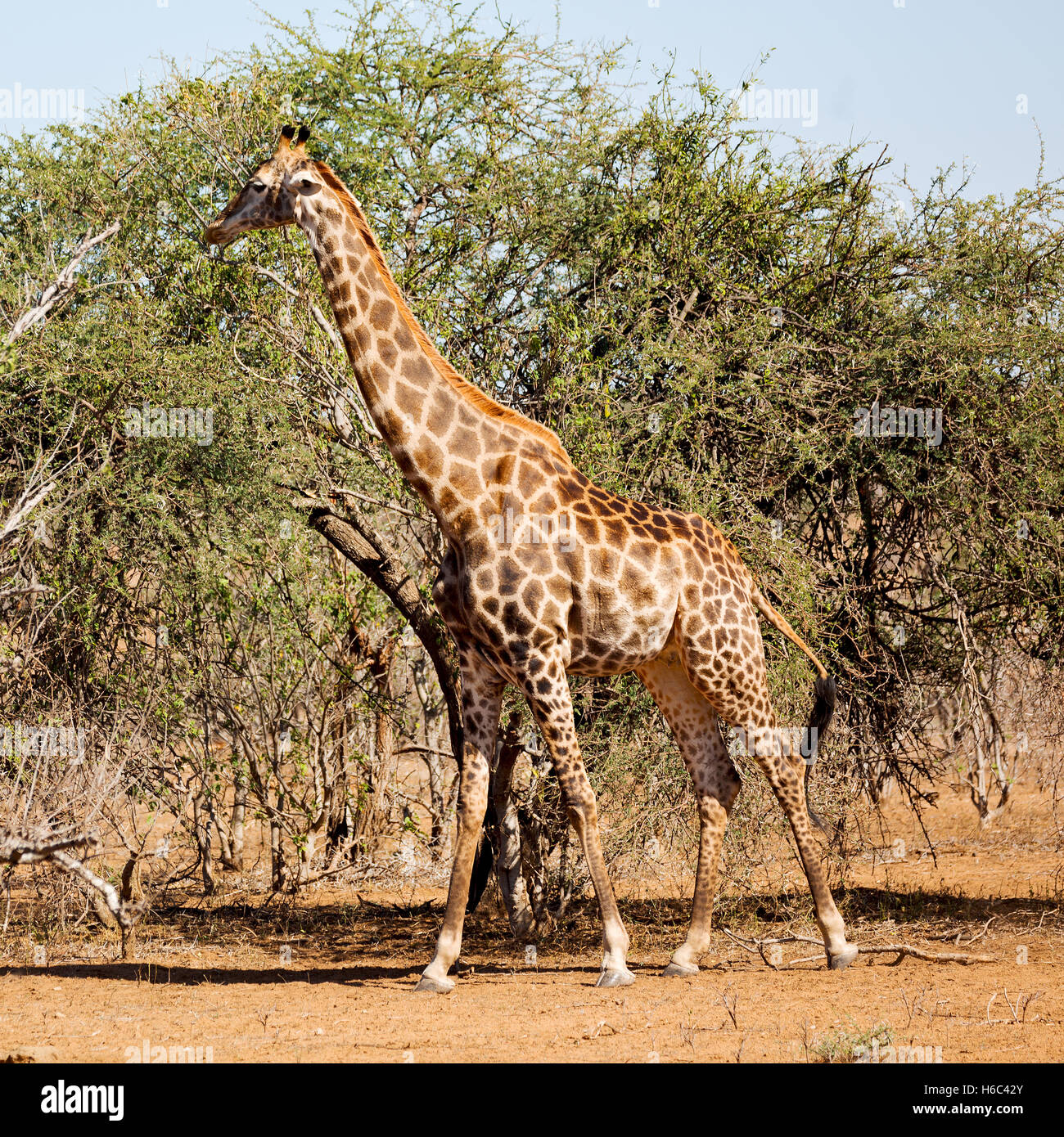 blur in south africa kruger wildlife nature reserve and wild giraffe ...