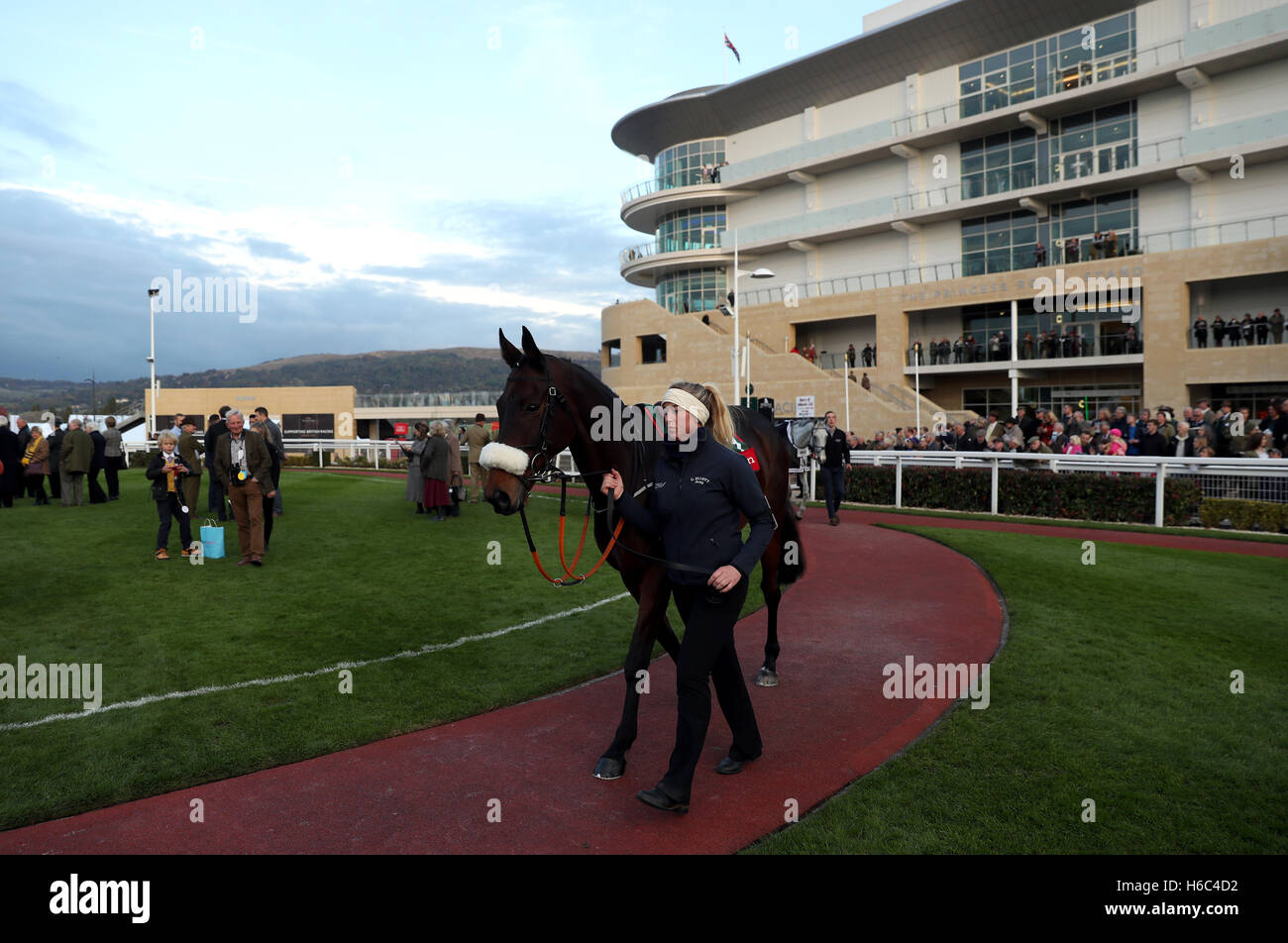 Horses in the parade ring during day one of The Showcase at Cheltenham ...