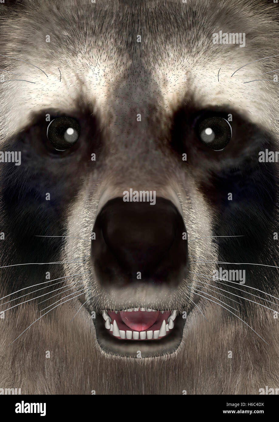 3D rendering of a head of a raccoon, closeup Stock Photo - Alamy