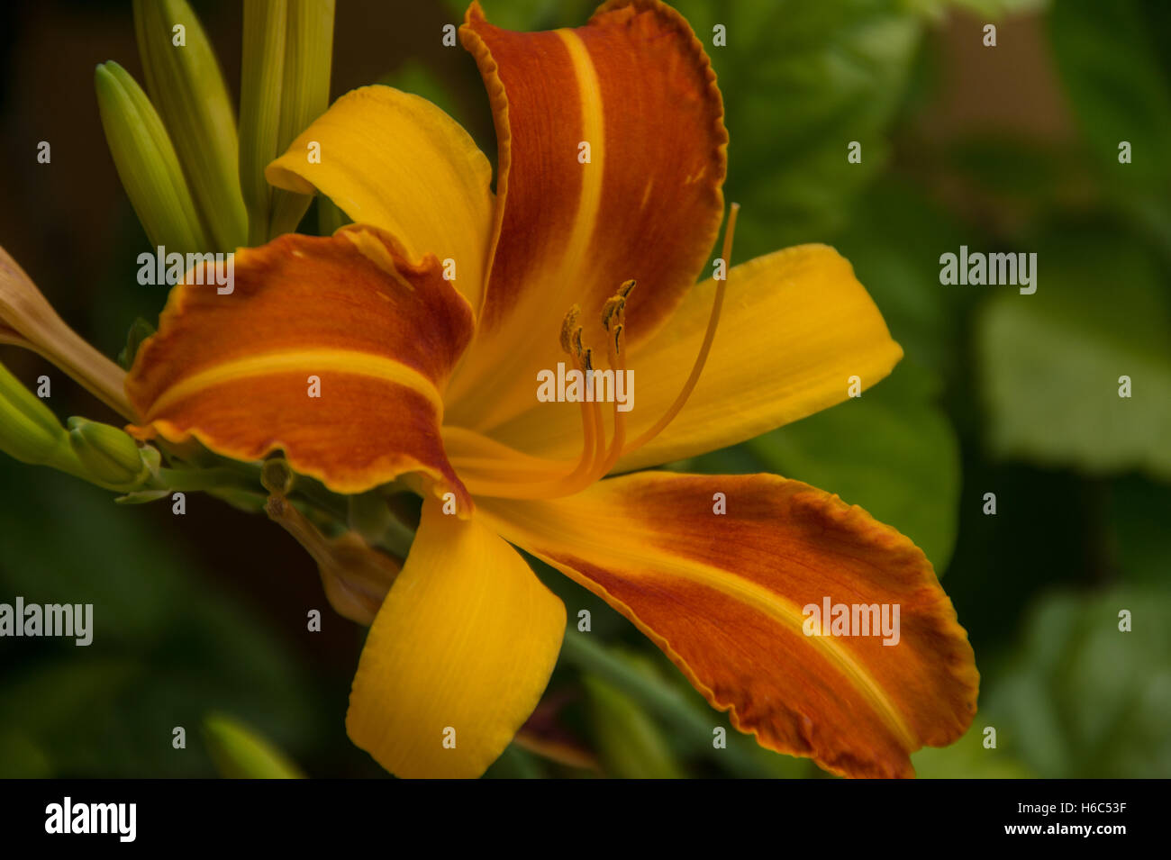 Lis orange hi-res stock photography and images - Alamy