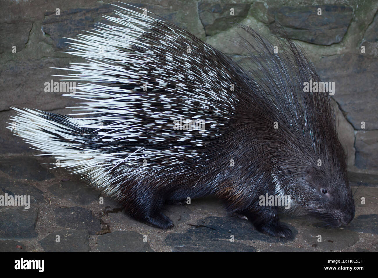 Indian crested porcupine (Hystrix indica), also known as the Indian ...
