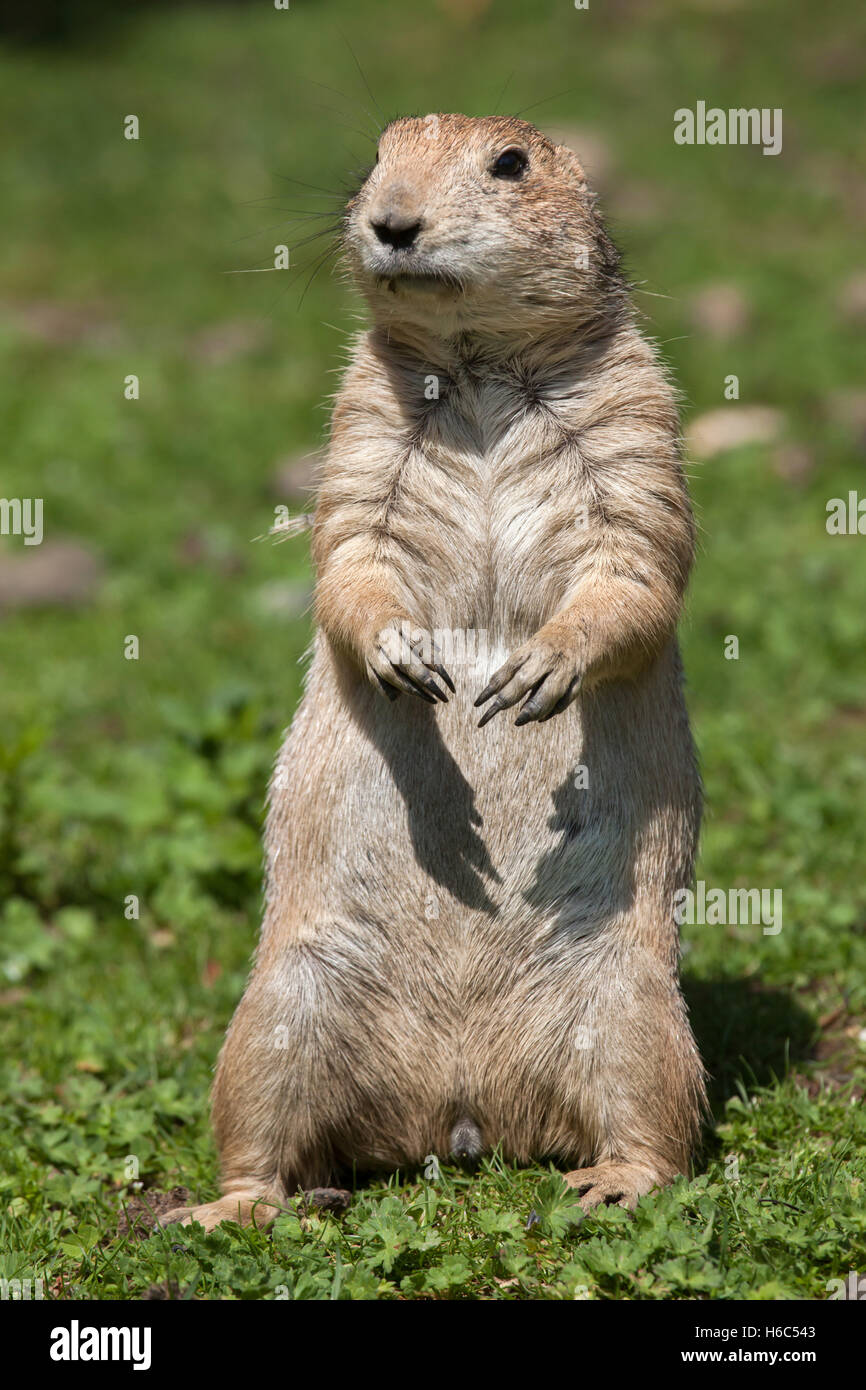 Black-tailed prairie dog (Cynomys ludovicianus). Wildlife animal Stock ...