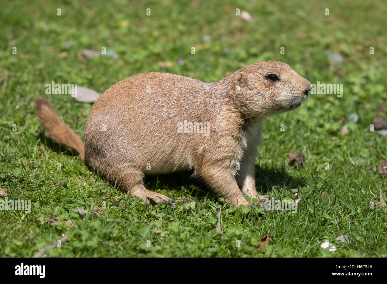 Black-tailed prairie dog (Cynomys ludovicianus). Wildlife animal Stock ...