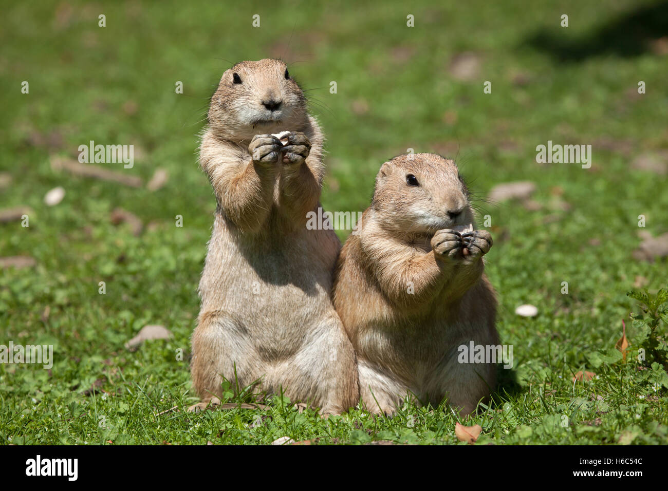 Cynomys mammals animals wildlife hi-res stock photography and images ...