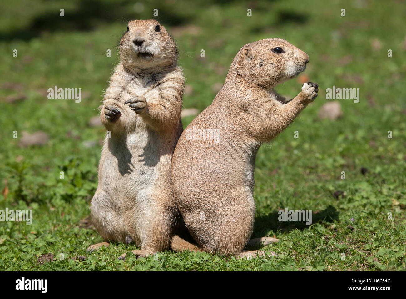 Black-tailed prairie dog (Cynomys ludovicianus). Wildlife animal Stock ...