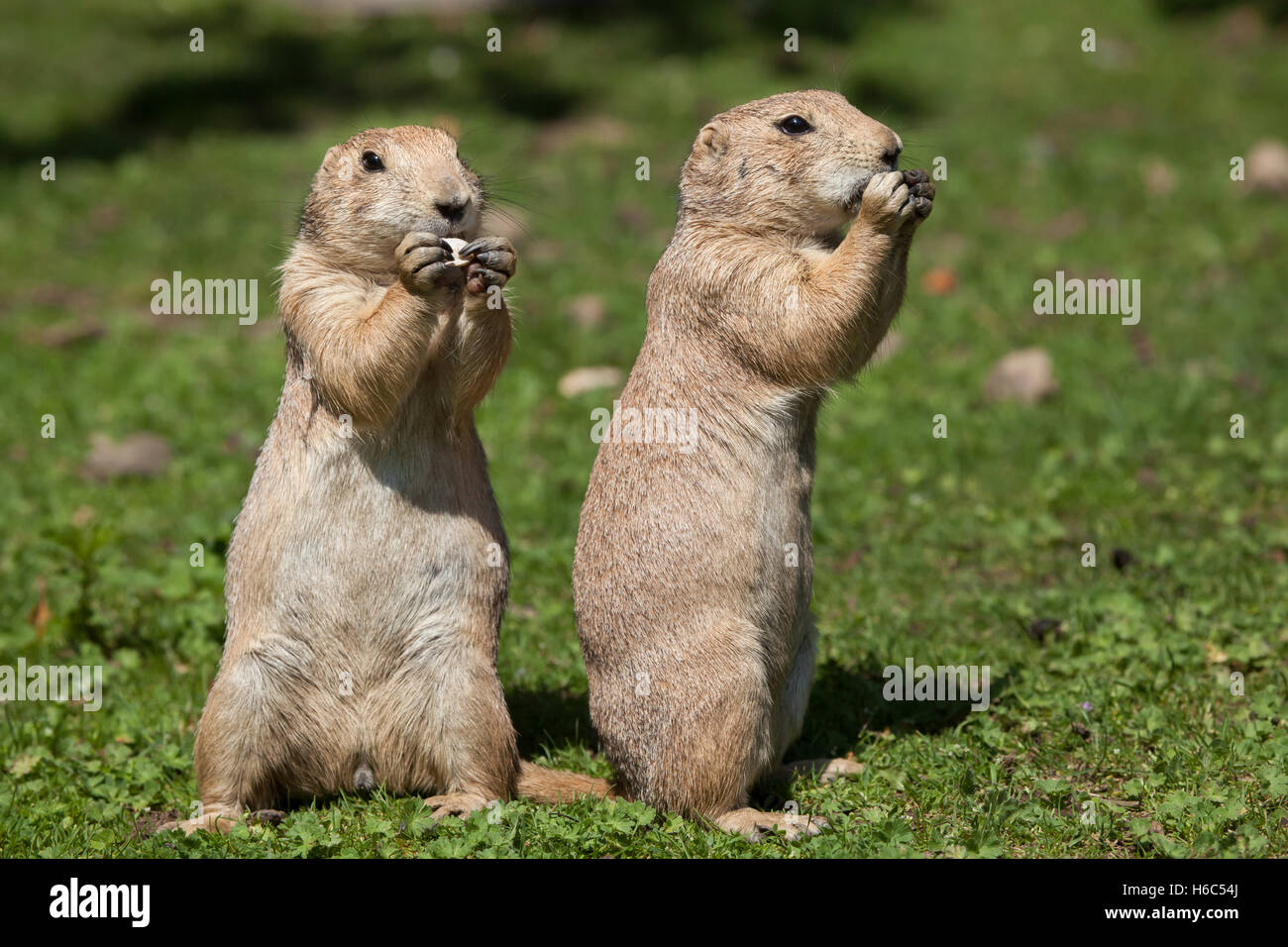 Black-tailed prairie dog (Cynomys ludovicianus). Wildlife animal Stock ...