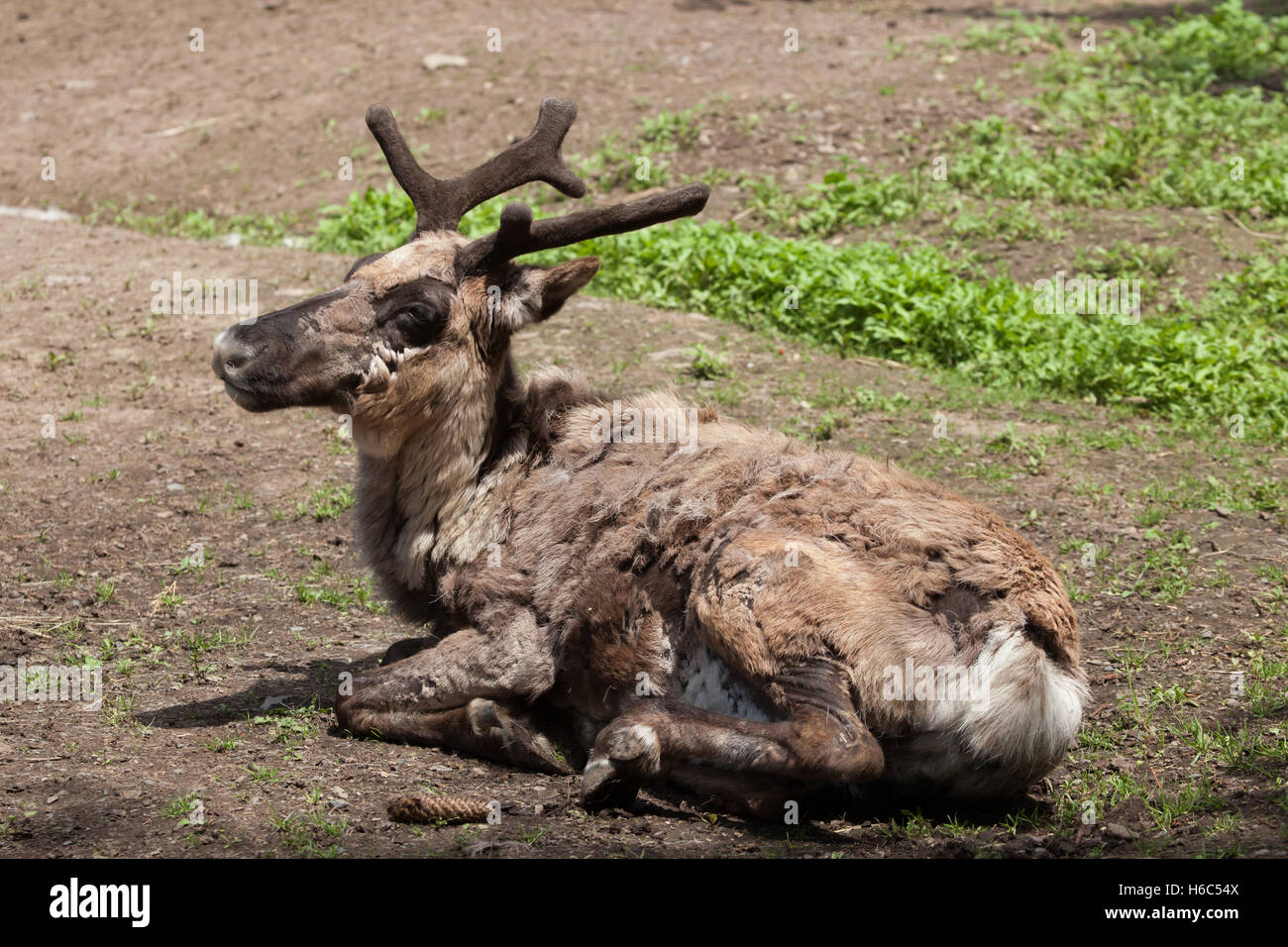 Domestic reindeer (Rangifer tarandus f. domestica), also known as the ...