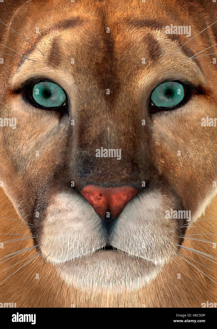 3D rendering of a head of a puma, closeup Stock Photo - Alamy