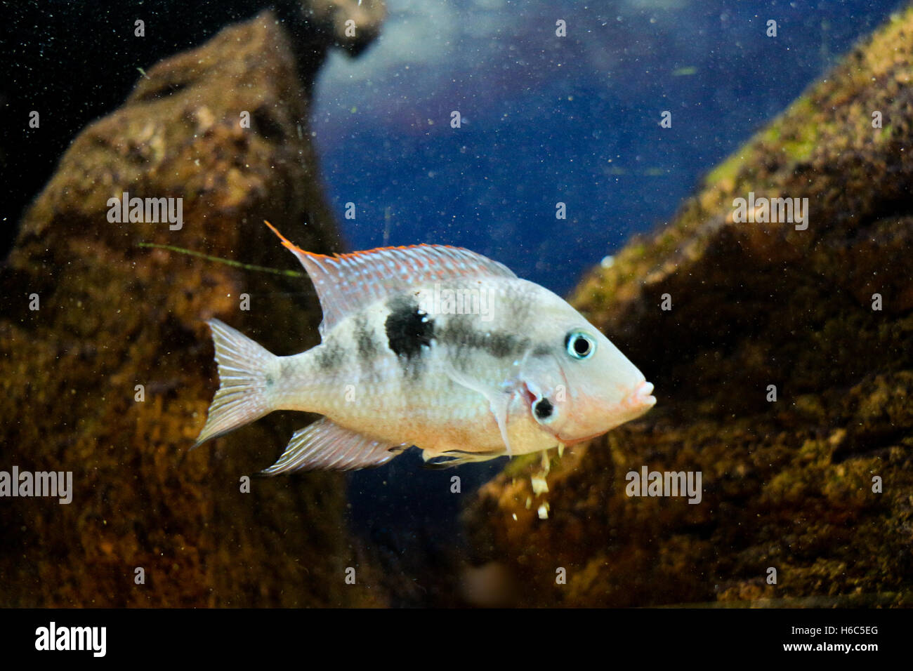 Beautiful colorful fish swims in the aquarium envıronment Stock Photo ...