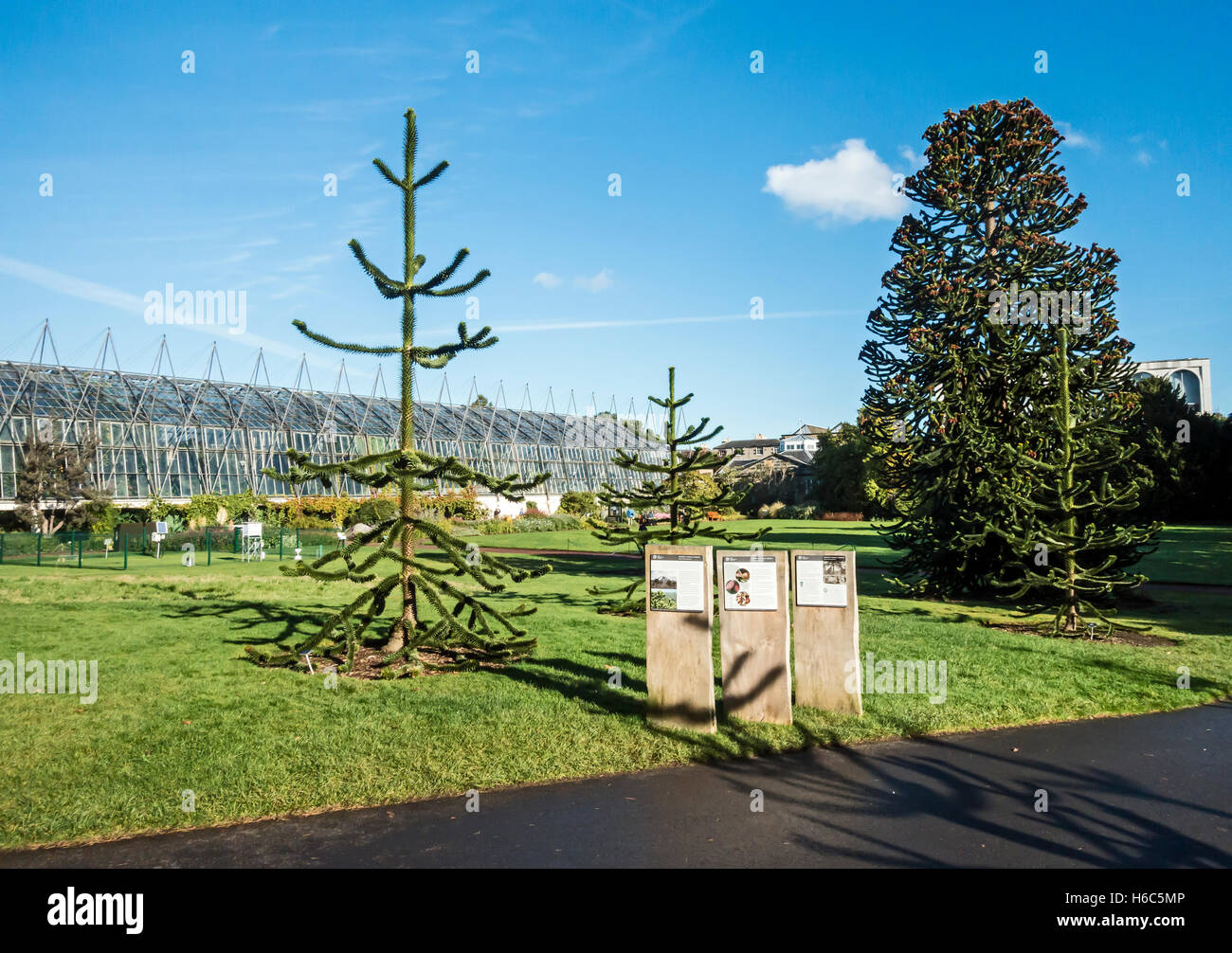 Monkey grove hi-res stock photography and images - Alamy