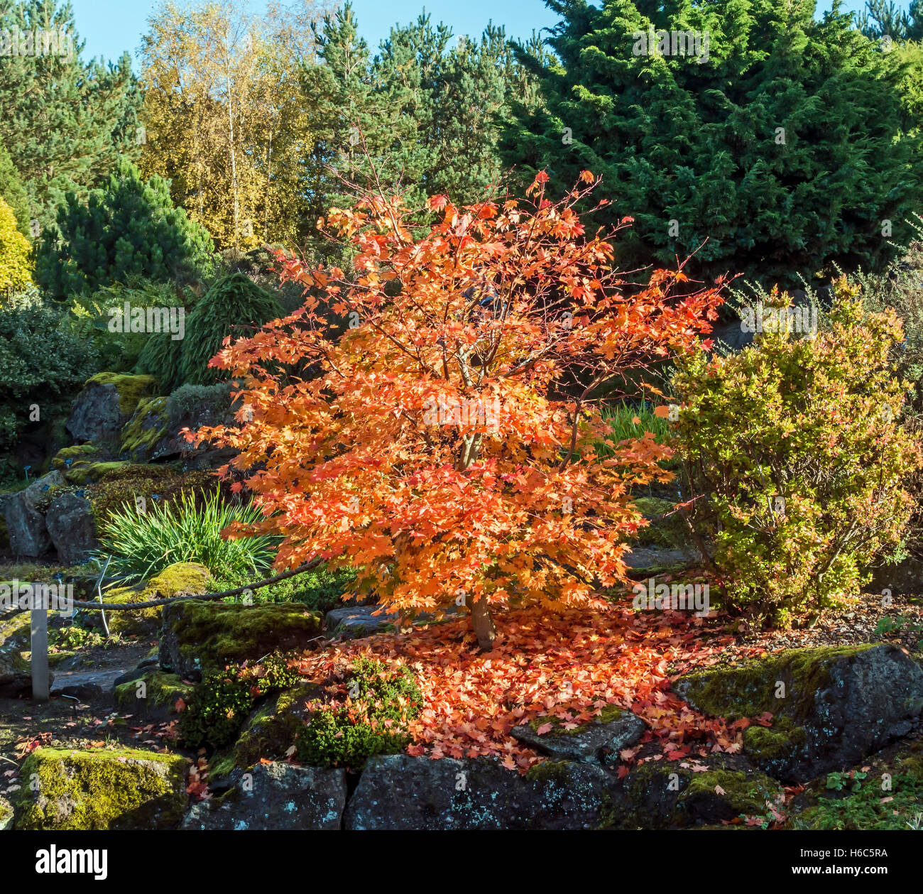 Acer Sieboldianum plant in Rock Garden Royal Botanic Garden in ...