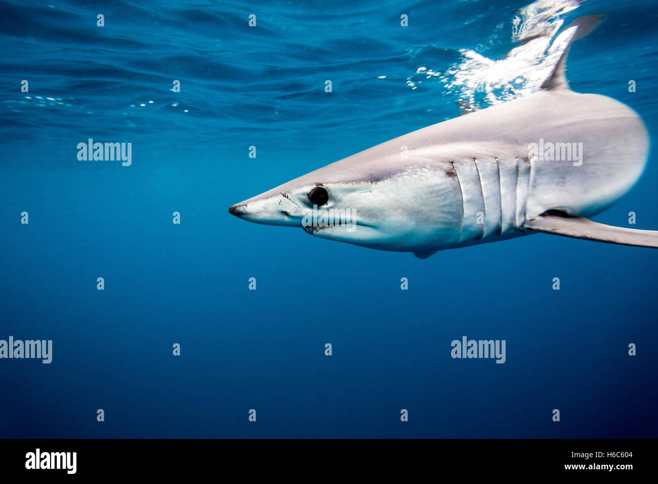 A wild Shortfin Mako shark or Isurus oxyrinchus swimming in the Pacific ...