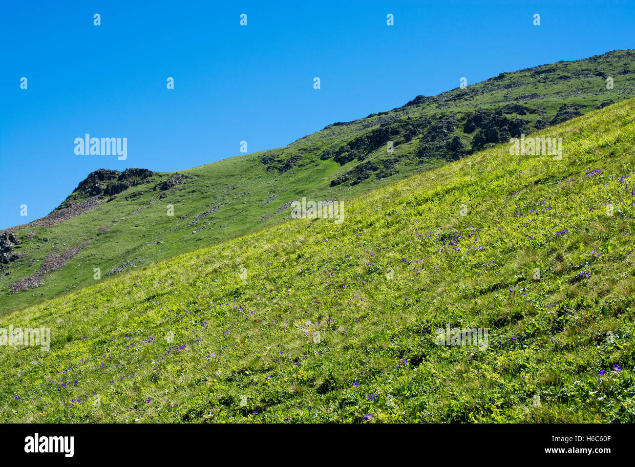 Green pasture in mountains during summer as nature background Stock ...
