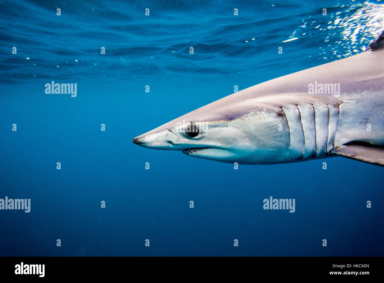 Shortfin mako isurus oxyrinchus teeth hi-res stock photography and ...