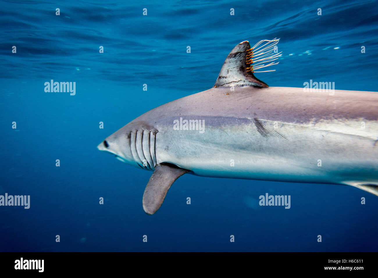 A wild Shortfin Mako shark or Isurus oxyrinchus swimming in the Pacific ...