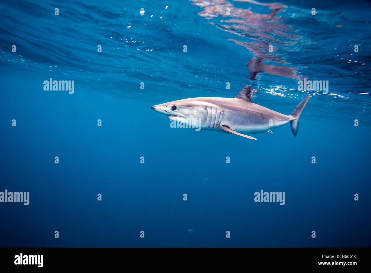 A wild Shortfin Mako shark or Isurus oxyrinchus swimming in the Pacific ...