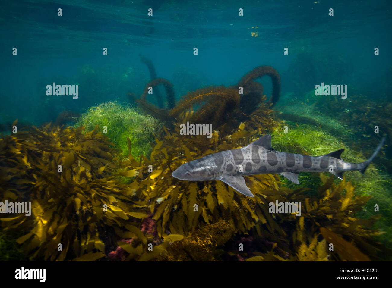Wild Leopard Shark or Triakis semifasciata swimming in the Pacific ...