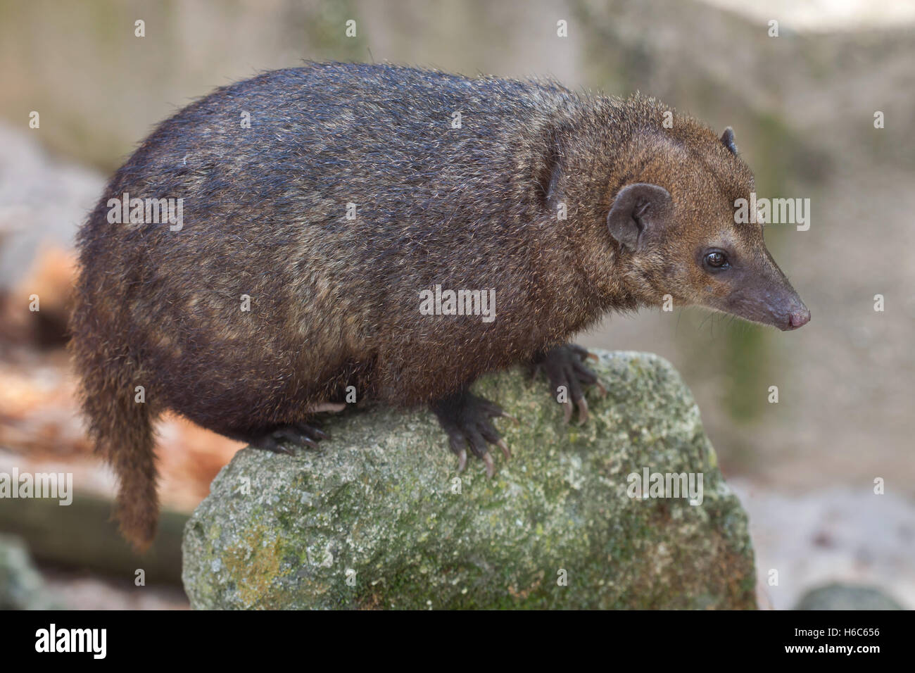 Mongoose Jungle Stock Photos & Mongoose Jungle Stock Images - Alamy