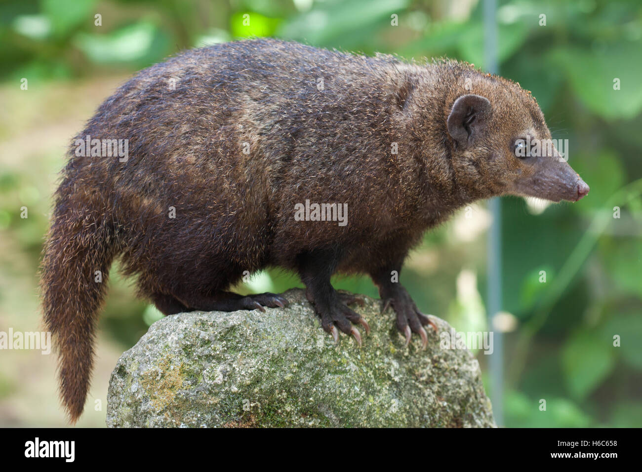 Mongoose Jungle Stock Photos & Mongoose Jungle Stock Images - Alamy