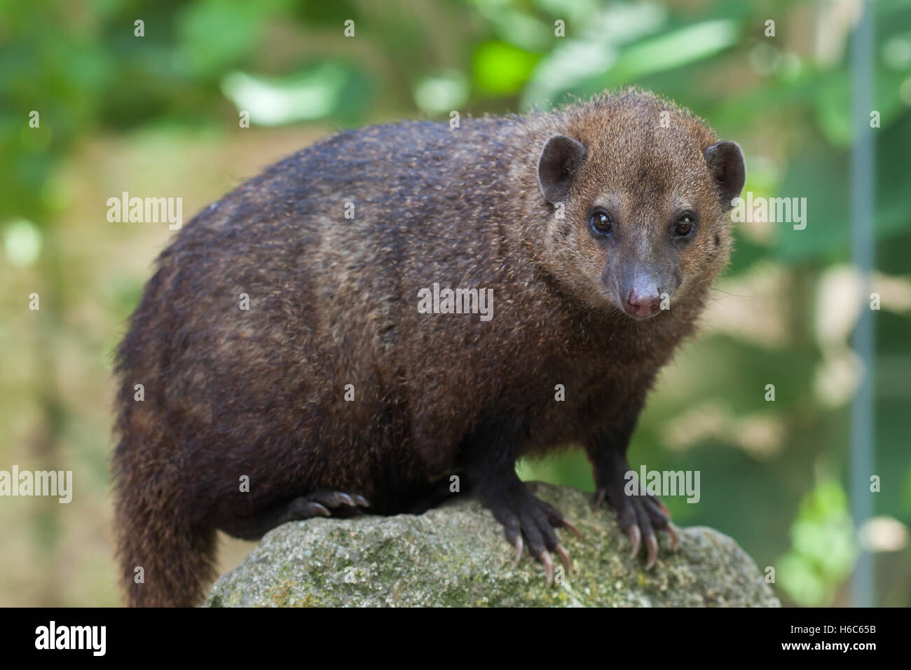 Kusimanse mongoose hi-res stock photography and images - Alamy