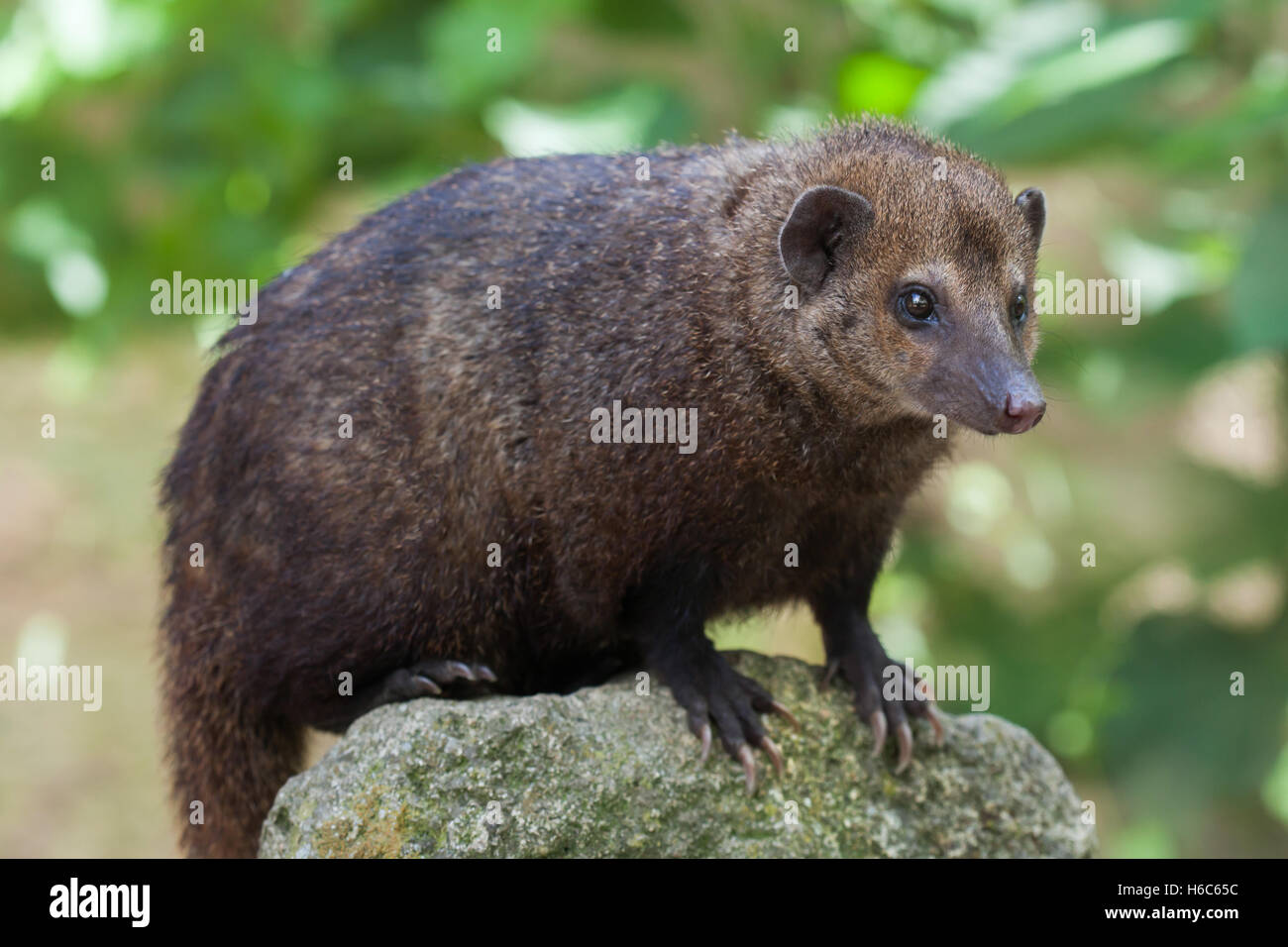Common kusimanse (Crossarchus obscurus), also known as the long-nosed ...