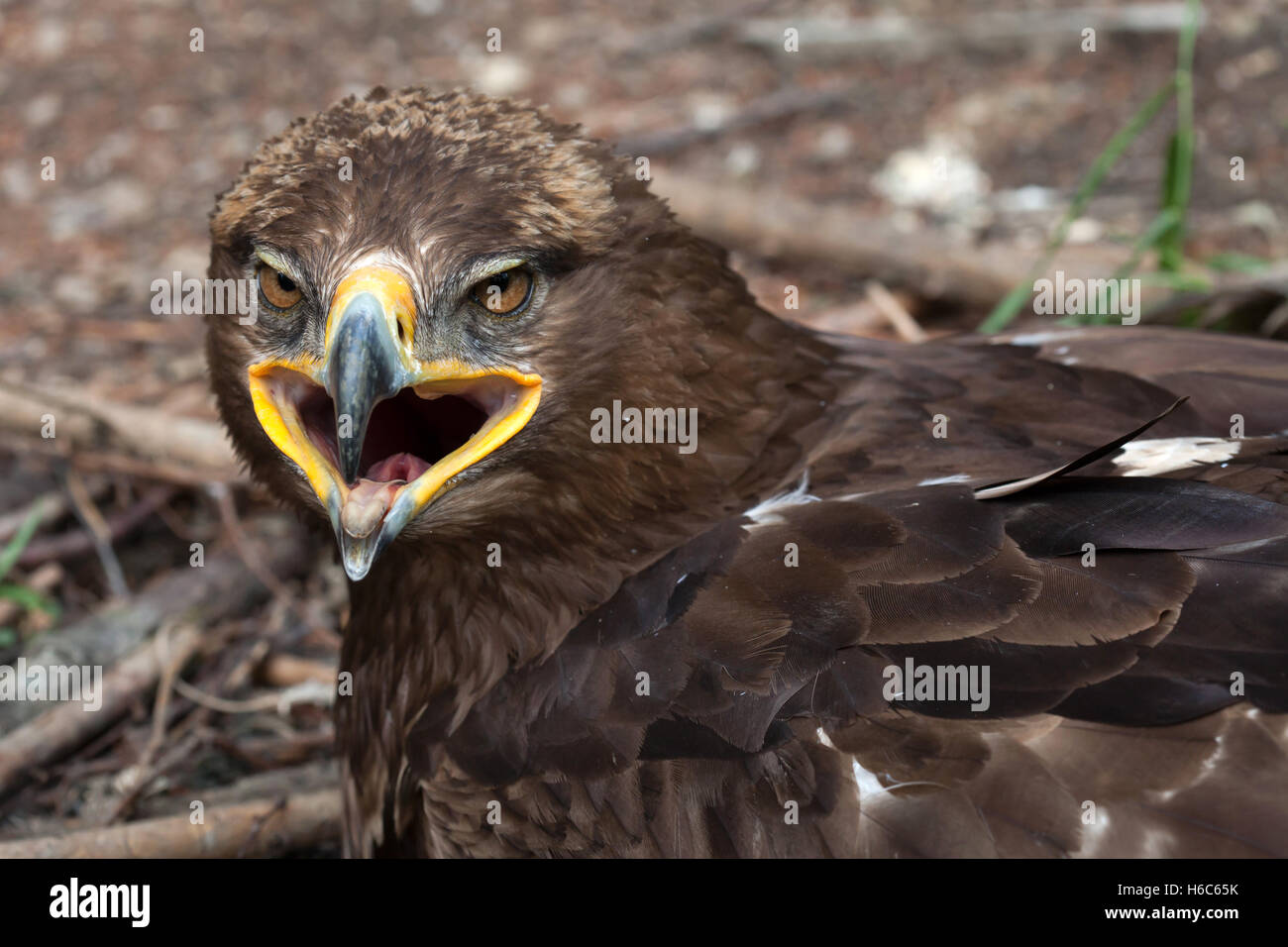 Steppe eagle (Aquila nipalensis). Wildlife animal Stock Photo - Alamy
