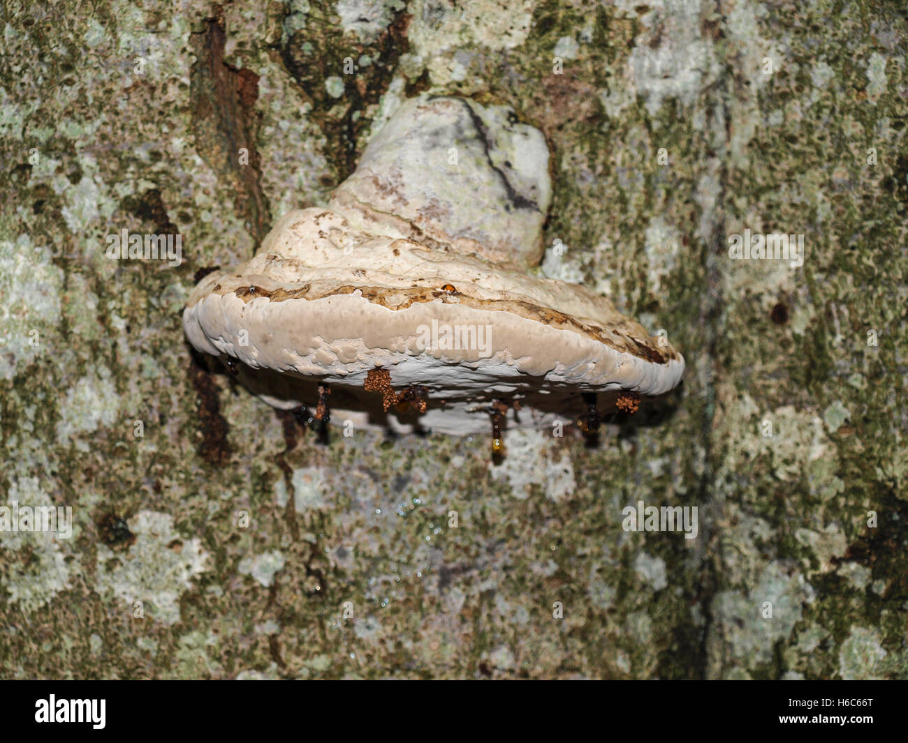 Saprophyte hi-res stock photography and images - Alamy