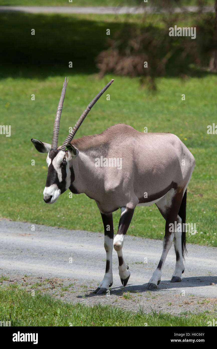Gemsbok (Oryx gazella gazella), also known as the Southern oryx ...