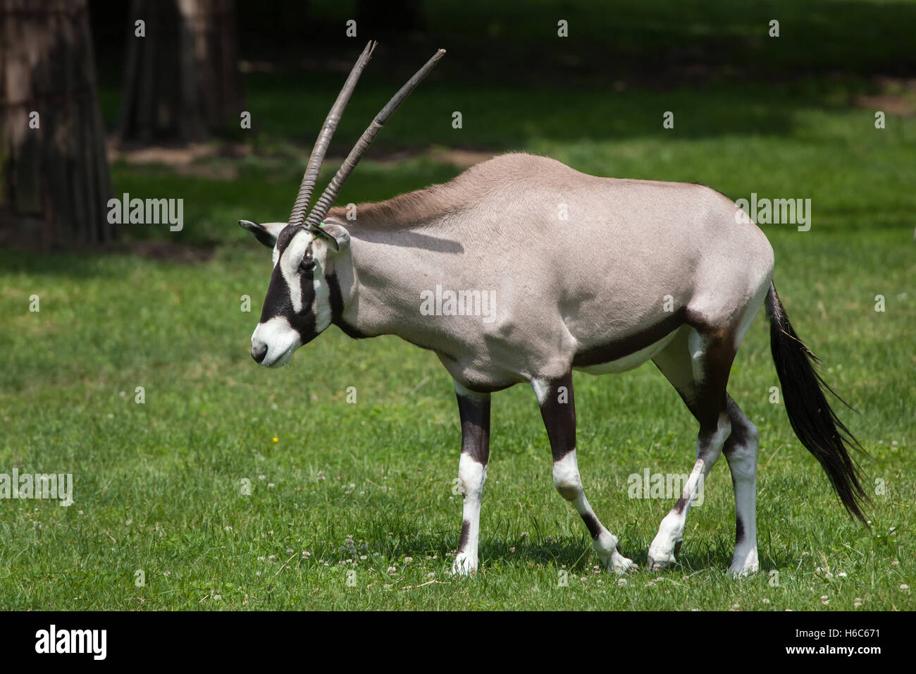 Gemsbok (Oryx gazella gazella), also known as the Southern oryx ...