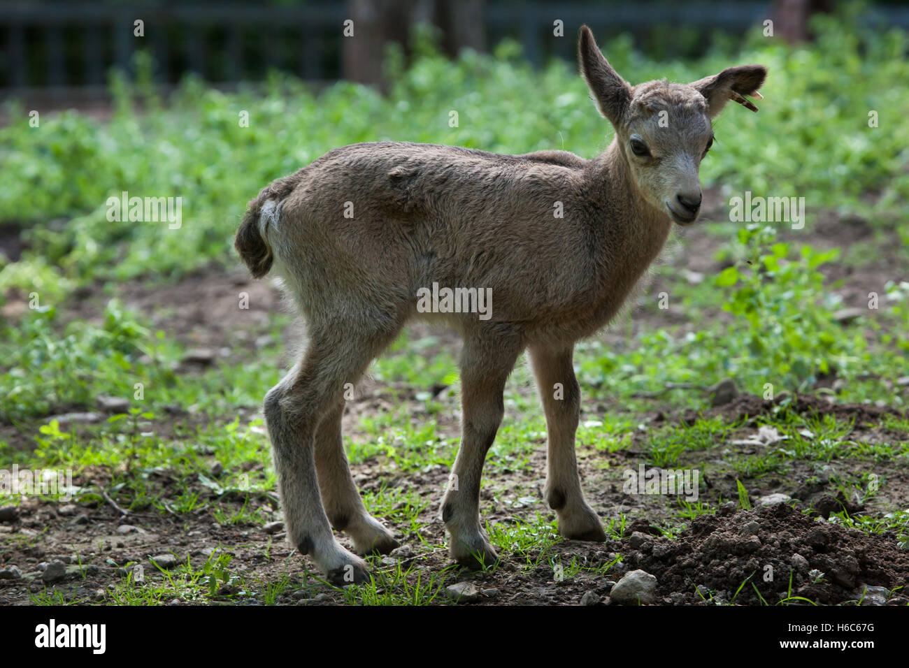 Altai ibex capra sibirica sibirica hi-res stock photography and images ...