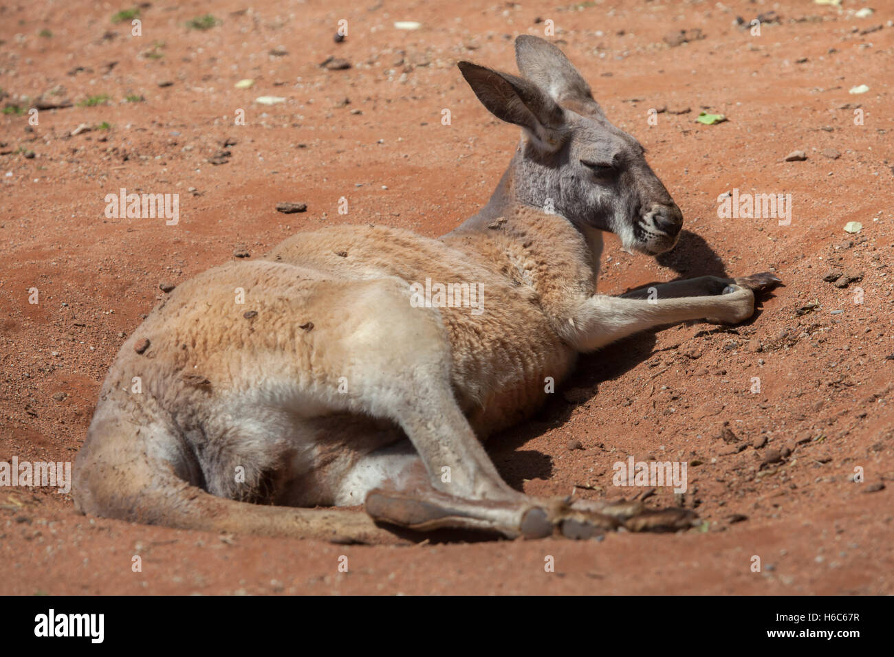 Red kangaroo (Macropus rufus). Wildlife animal Stock Photo - Alamy
