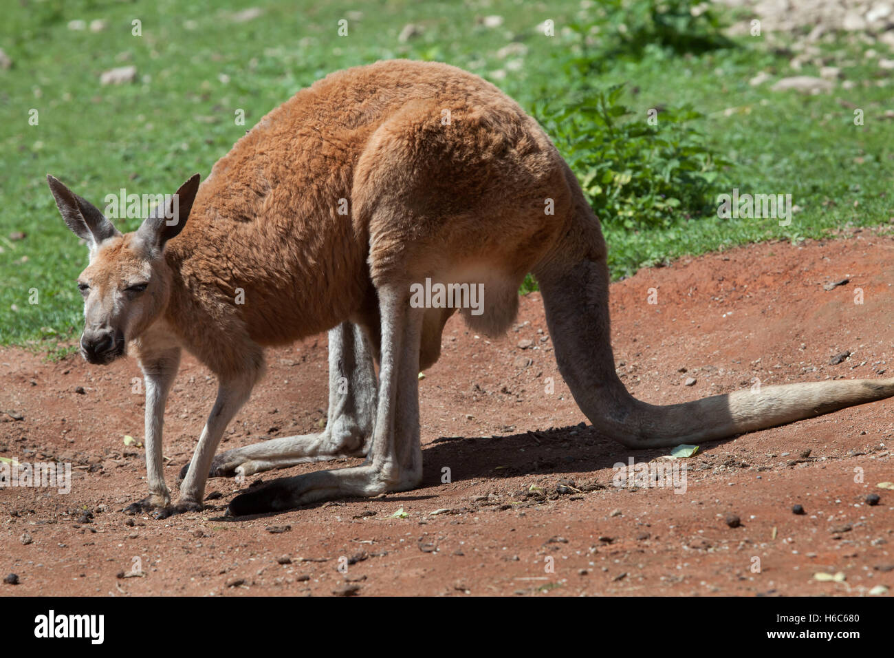 Red kangaroo (Macropus rufus). Wildlife animal Stock Photo - Alamy