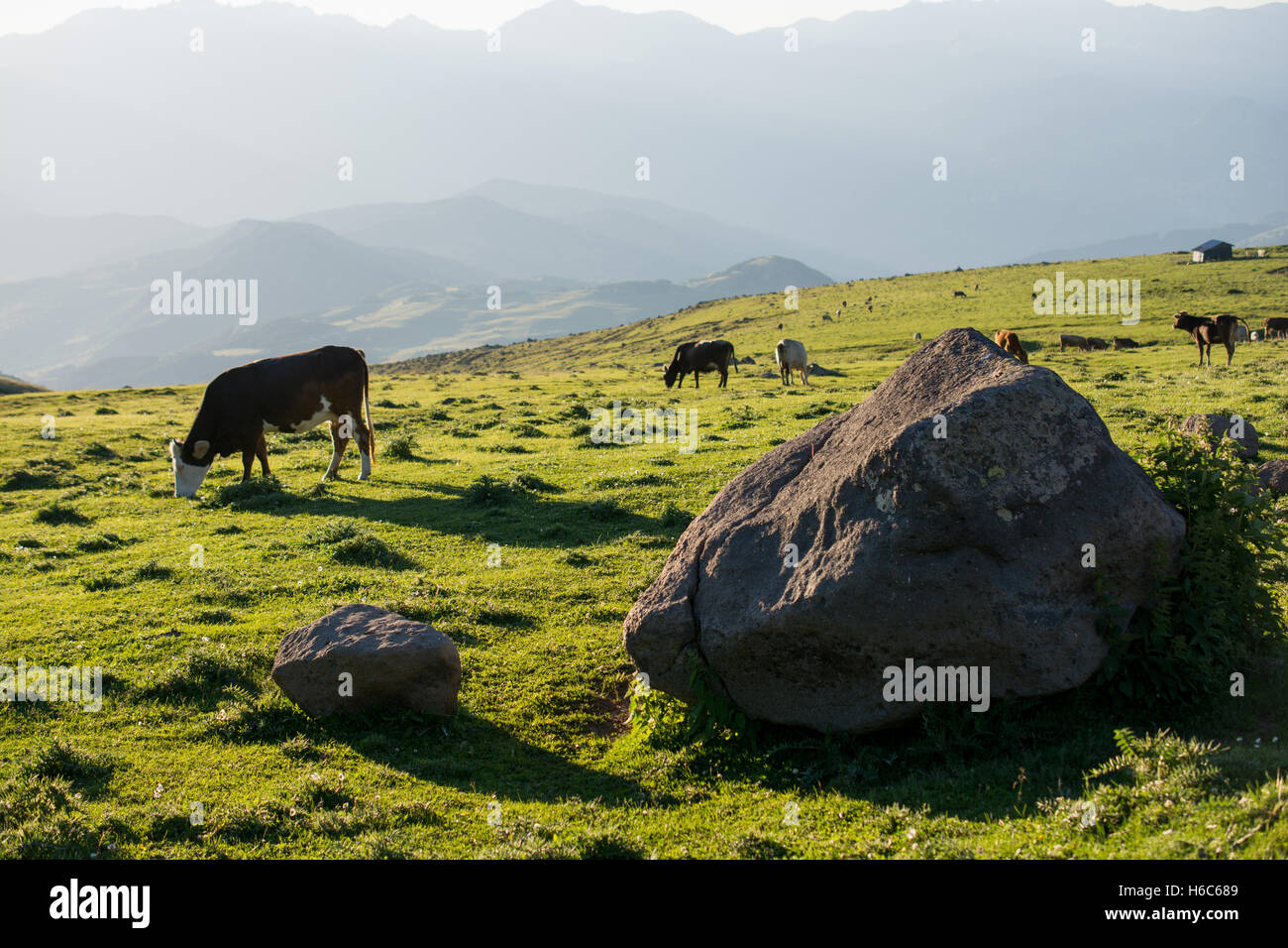 Highland cow evening sun hi-res stock photography and images - Alamy