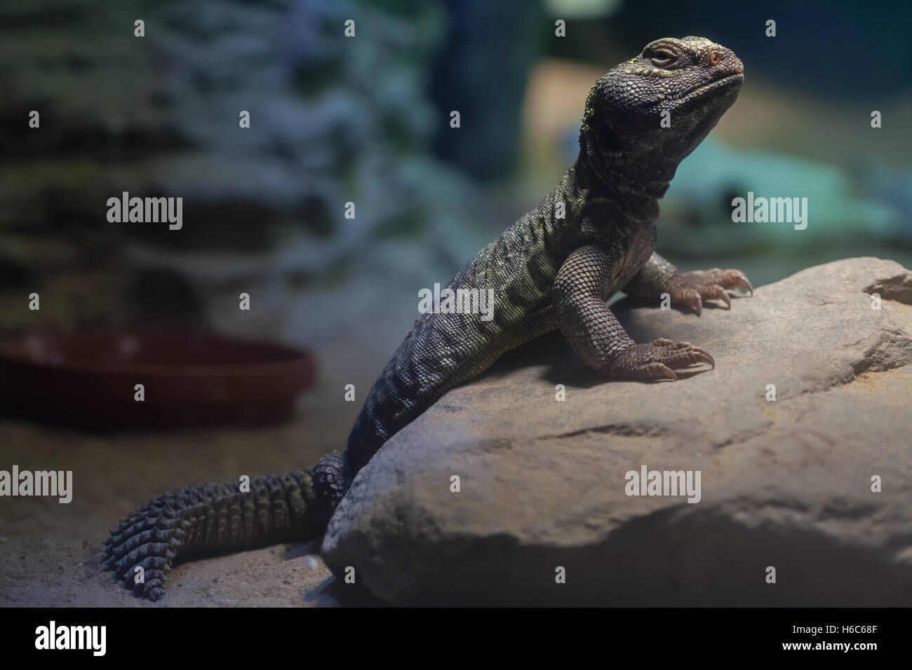 North African mastigure (Uromastyx acanthinura), also known as the Bell ...