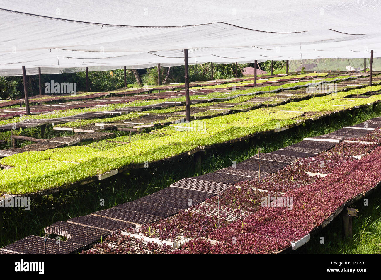 Hydroponics hi-res stock photography and images - Alamy